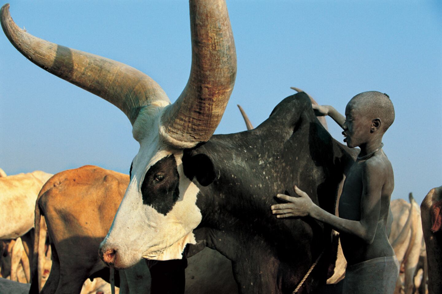 DINKA: Legendary Cattle Keepers of Sudan