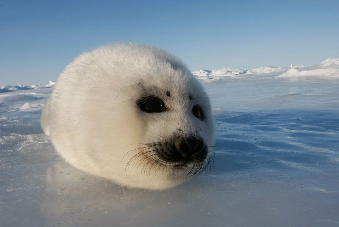 Cute Seals