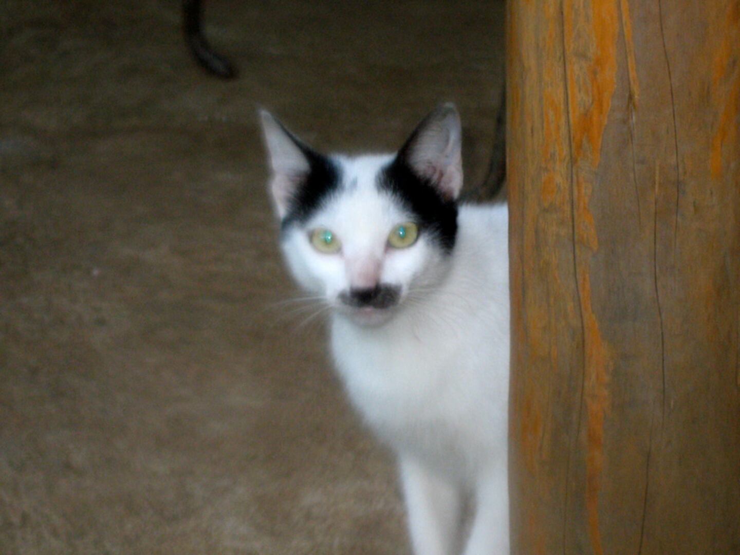 Kitler and Other Cats That Look Like Adolf Hitler: Photos