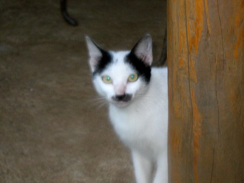 Kitler and Other Cats That Look Like Adolf Hitler: Photos