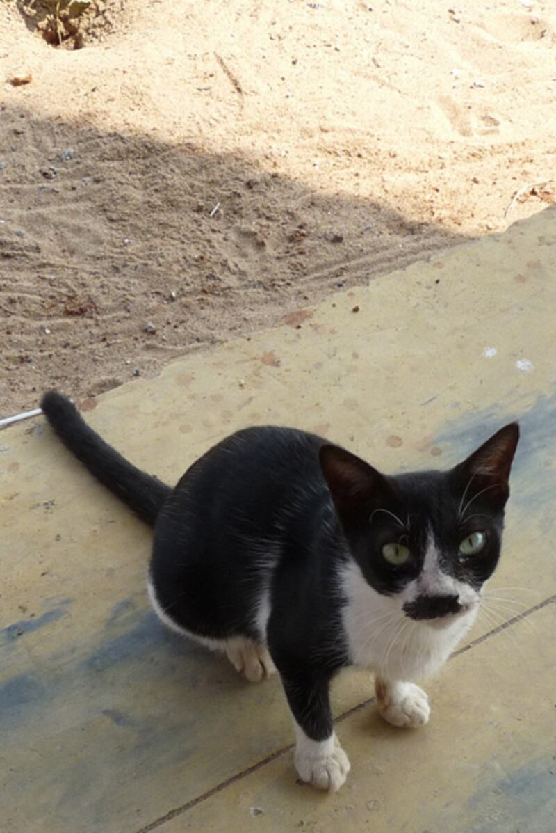 Kitler and Other Cats That Look Like Adolf Hitler: Photos