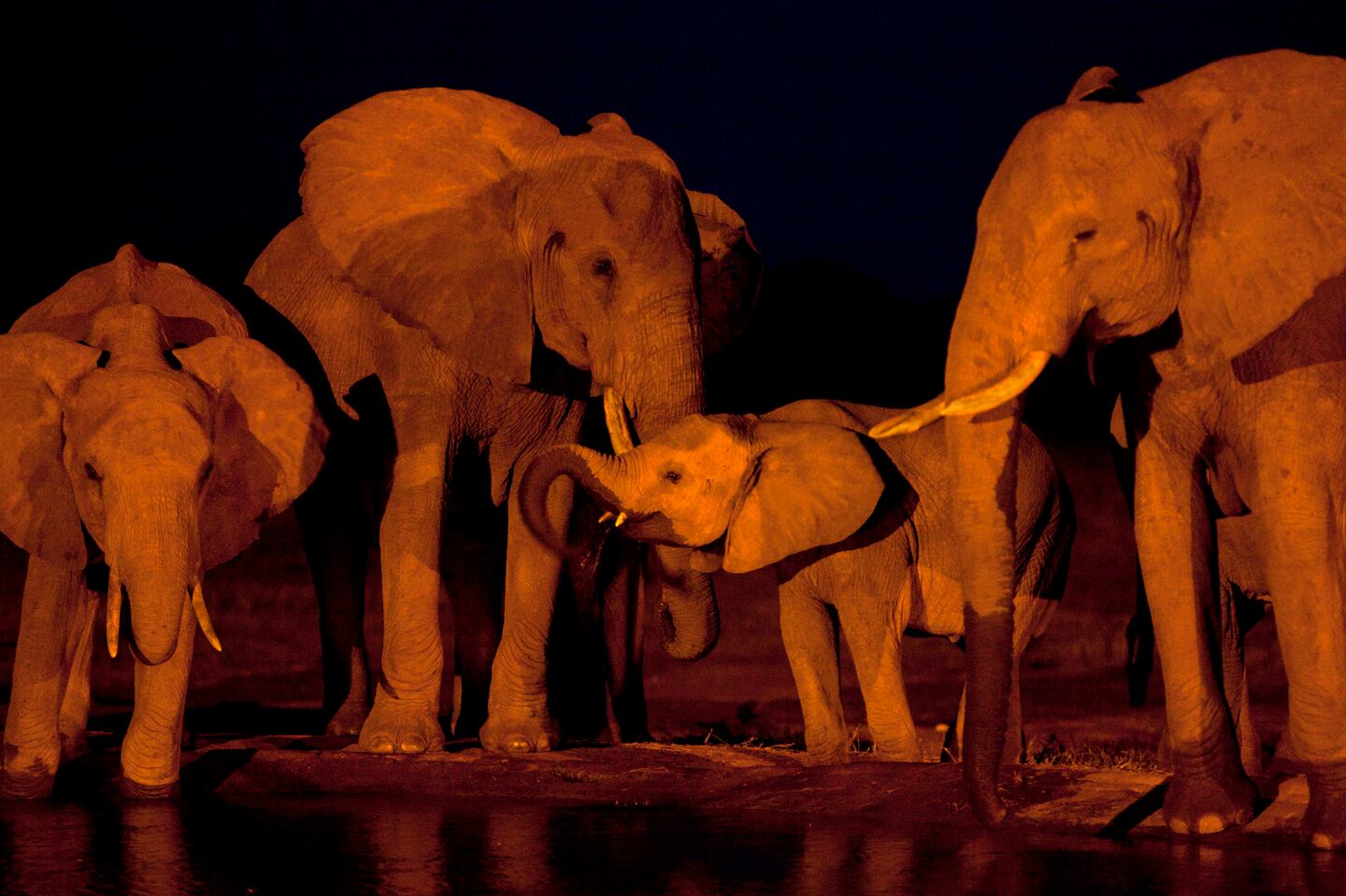 How to Capture an Elephant: Excerpt from Michael Daly’s “Topsy”