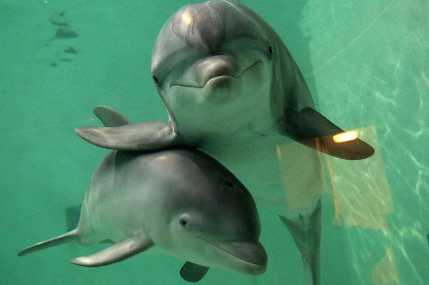 Animal Moms and Their Little Ones Pose for Pics (Photos)