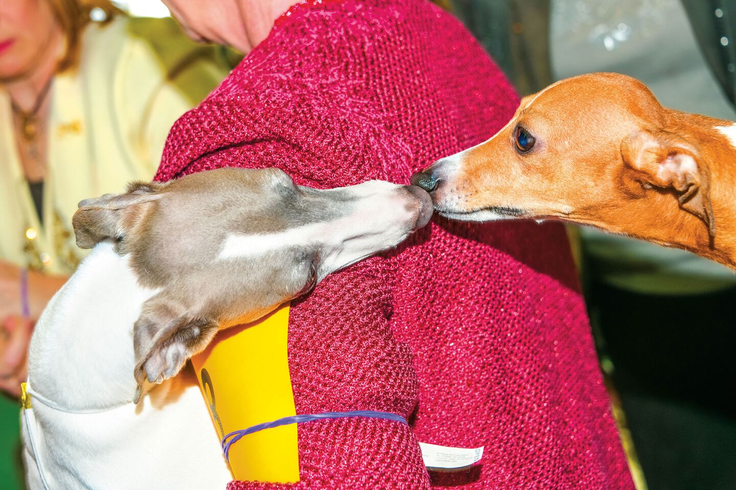 Westminster Dog Show: An Inside Look Behind the Scenes