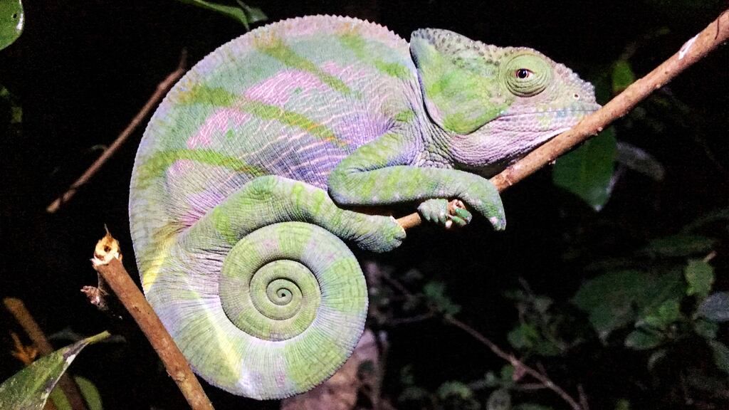 I Fell in Love With Madagascar and Its Sacred Trees