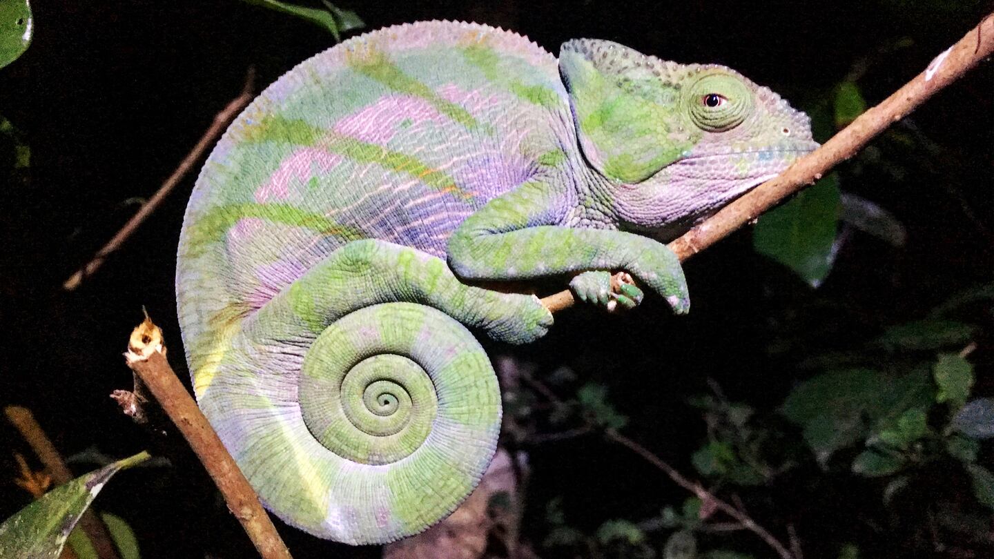 I Fell in Love With Madagascar and Its Sacred Trees