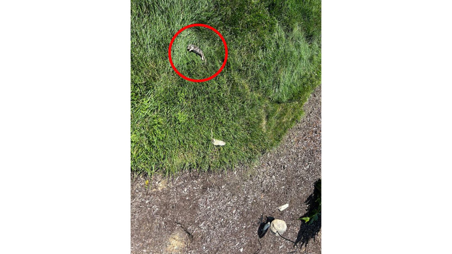 East Setauket Rocked by Feud Between Christian Antonelli and David Halstead