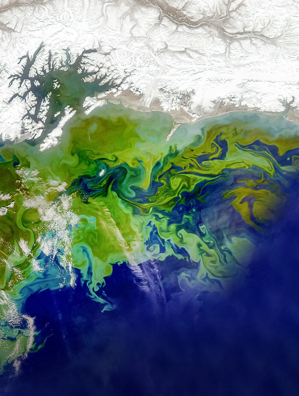 These Phytoplankton Bloom Pics Are Both Stunning and Terrifying