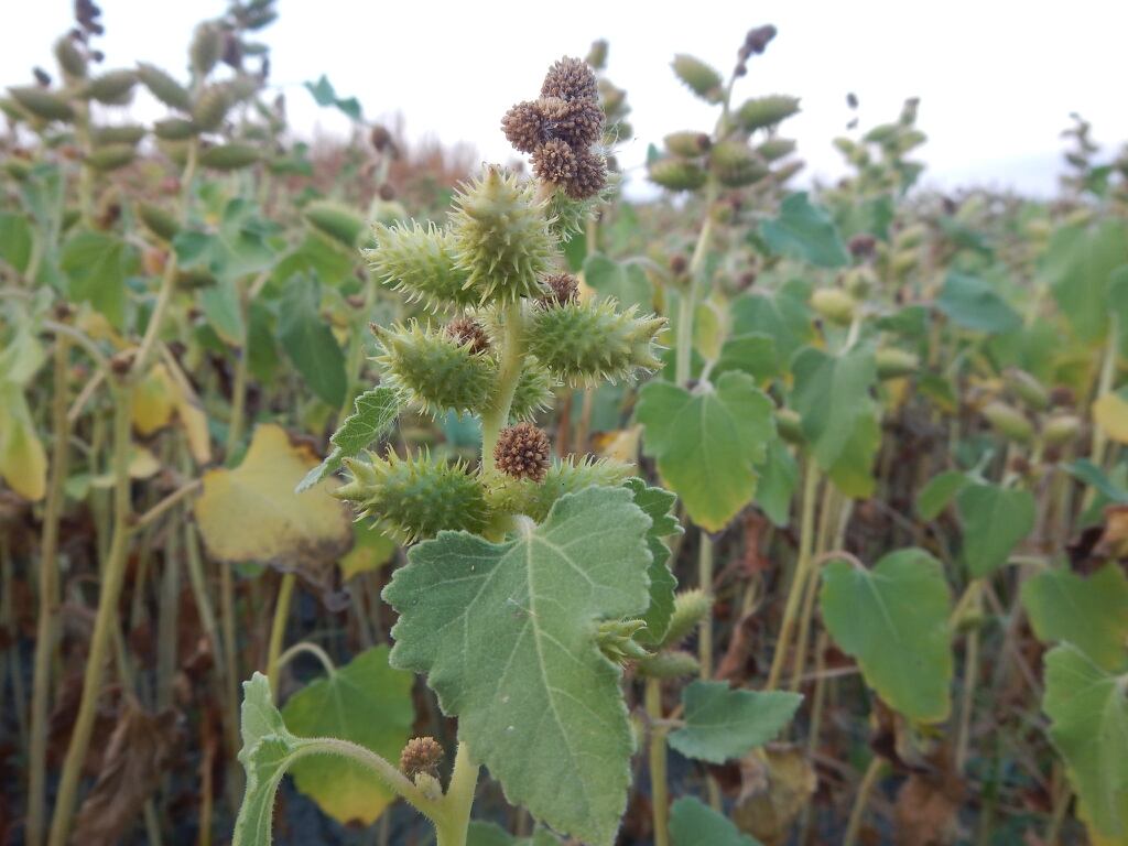 Invasive Cocklebur Weed May Protect Against Aging