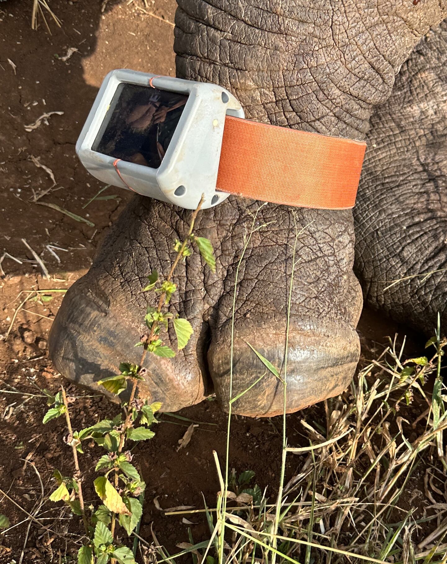 This AI-Powered Collar Could Save Black Rhinos From Poaching