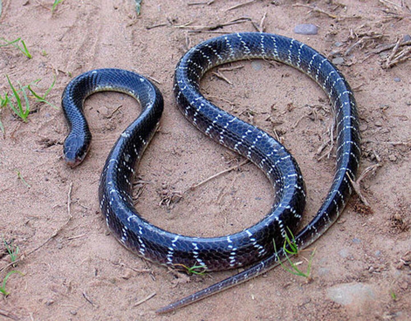 The World's Deadliest Snakes
