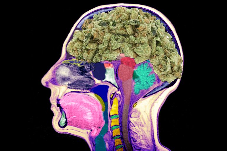 No, Weed Won’t Rot Your Brain