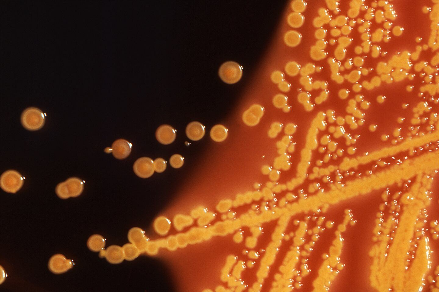 Your Phone Has More Germs Than a Toilet Seat. Clean It.