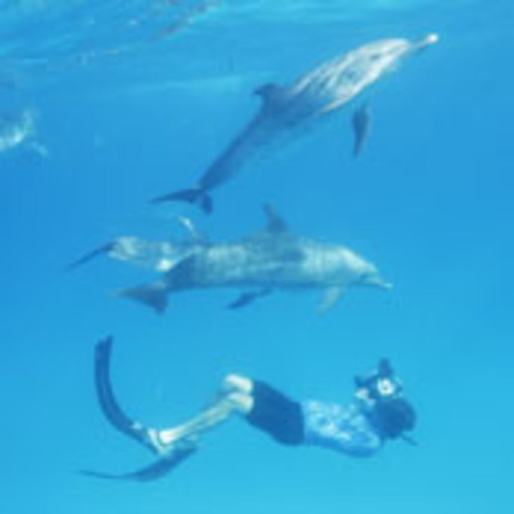 Dolphin Wars