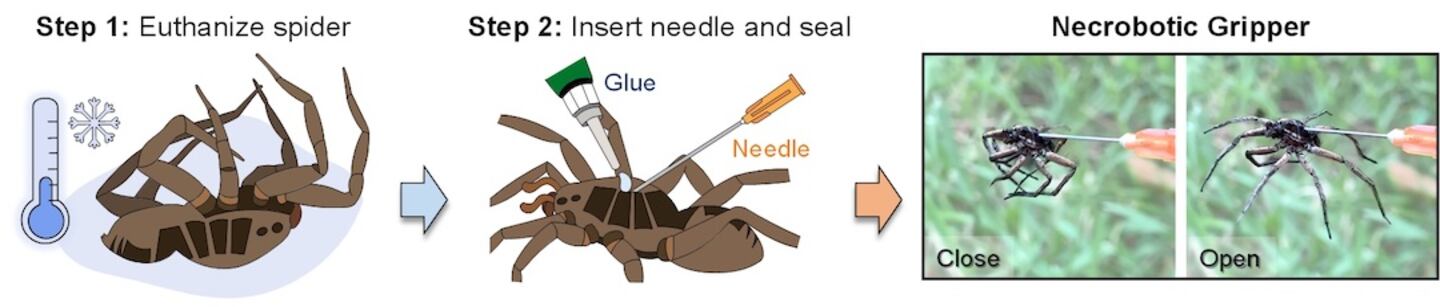 Scientists Create Necrobotics to Turn Dead Spiders Into Undead Zombie ...