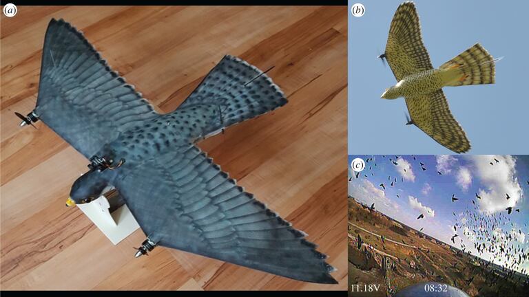 This Robotic Falcon Is the Future of Pest Control