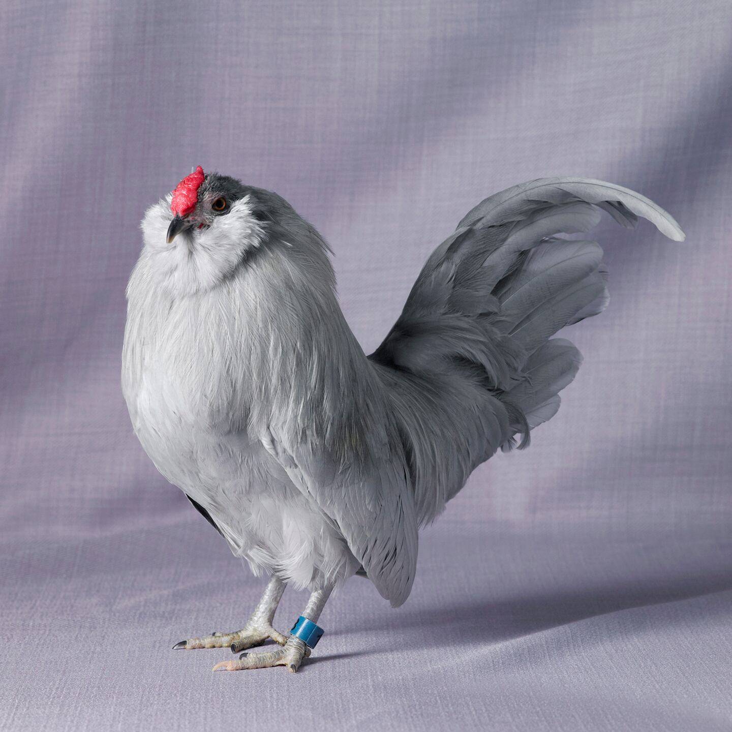 ‘Magnificent Chicken’: The Weirdest Birds From Tamara Staples (PHOTOS)