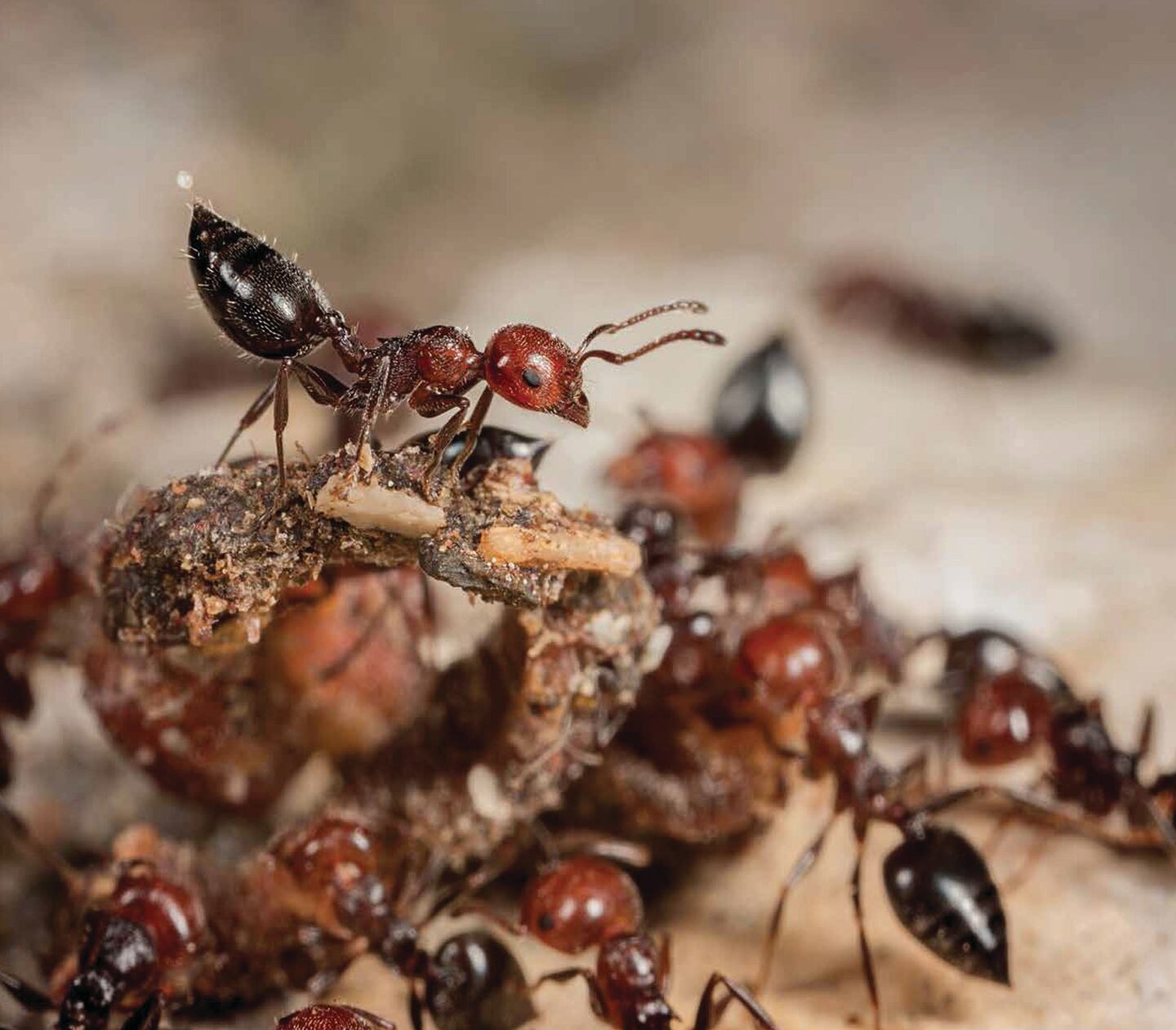 Scenes From Nature’s Cruelest Puberty: Rupert Soskin’s ‘Metamorphosis’