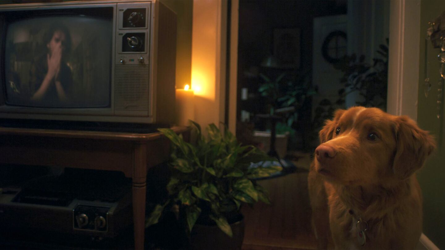 Meet Indy the Dog, the Star of the New Horror Film ‘Good Boy’