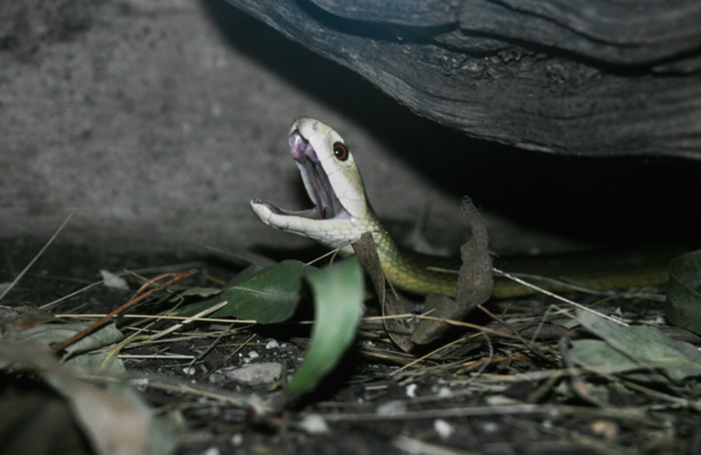 The World's Deadliest Snakes