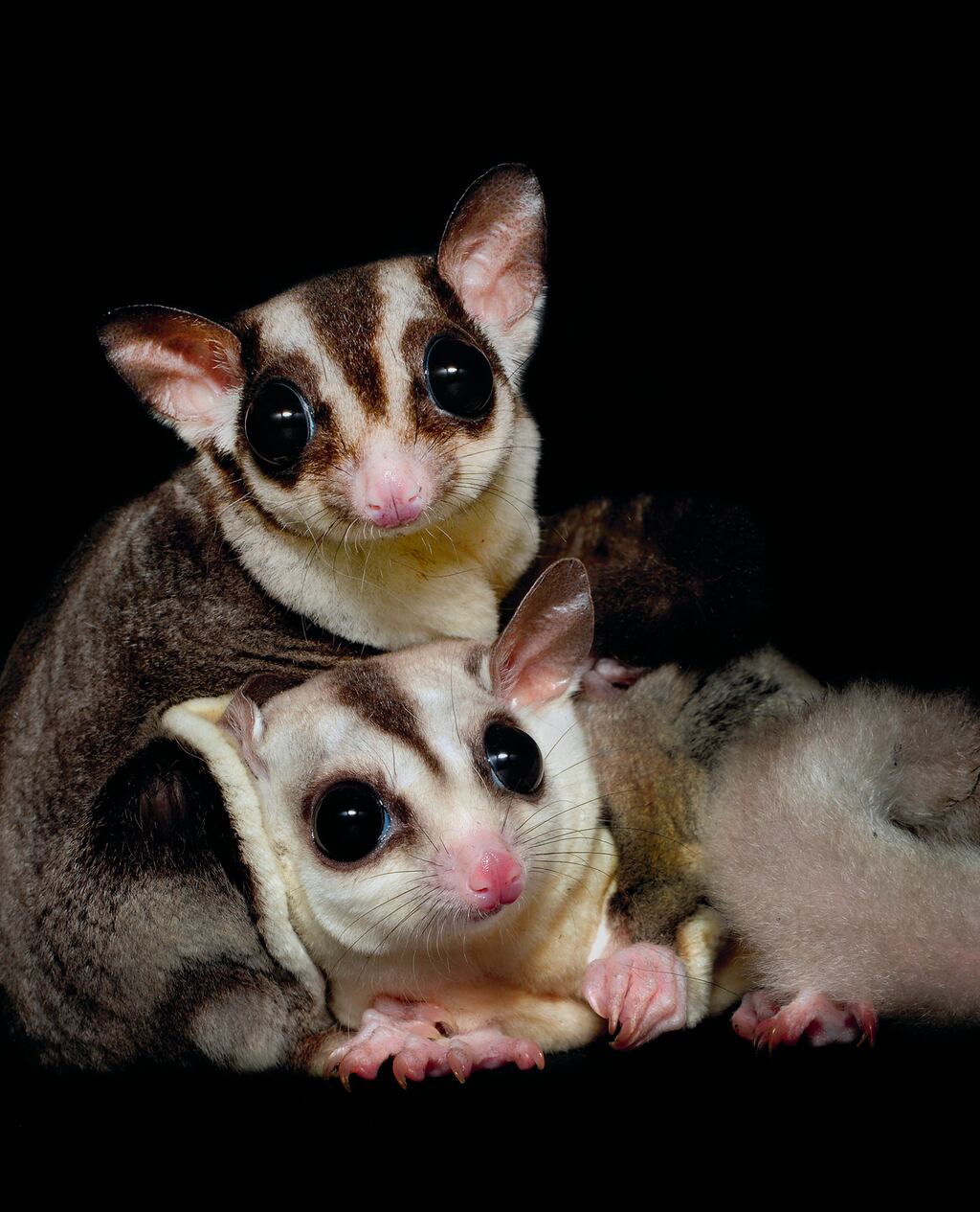 The Cutest Nocturnal Animals Ever (Photos)