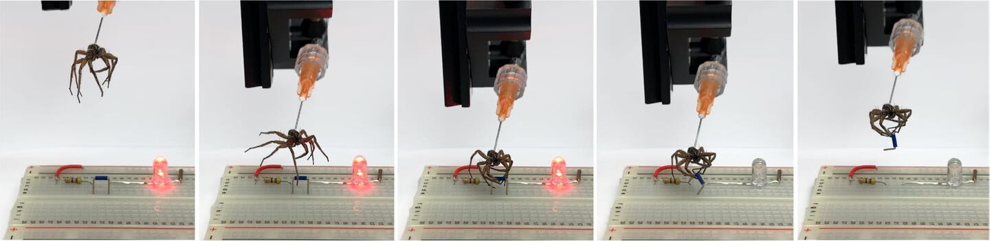 Scientists Create Necrobotics to Turn Dead Spiders Into Undead Zombie ...