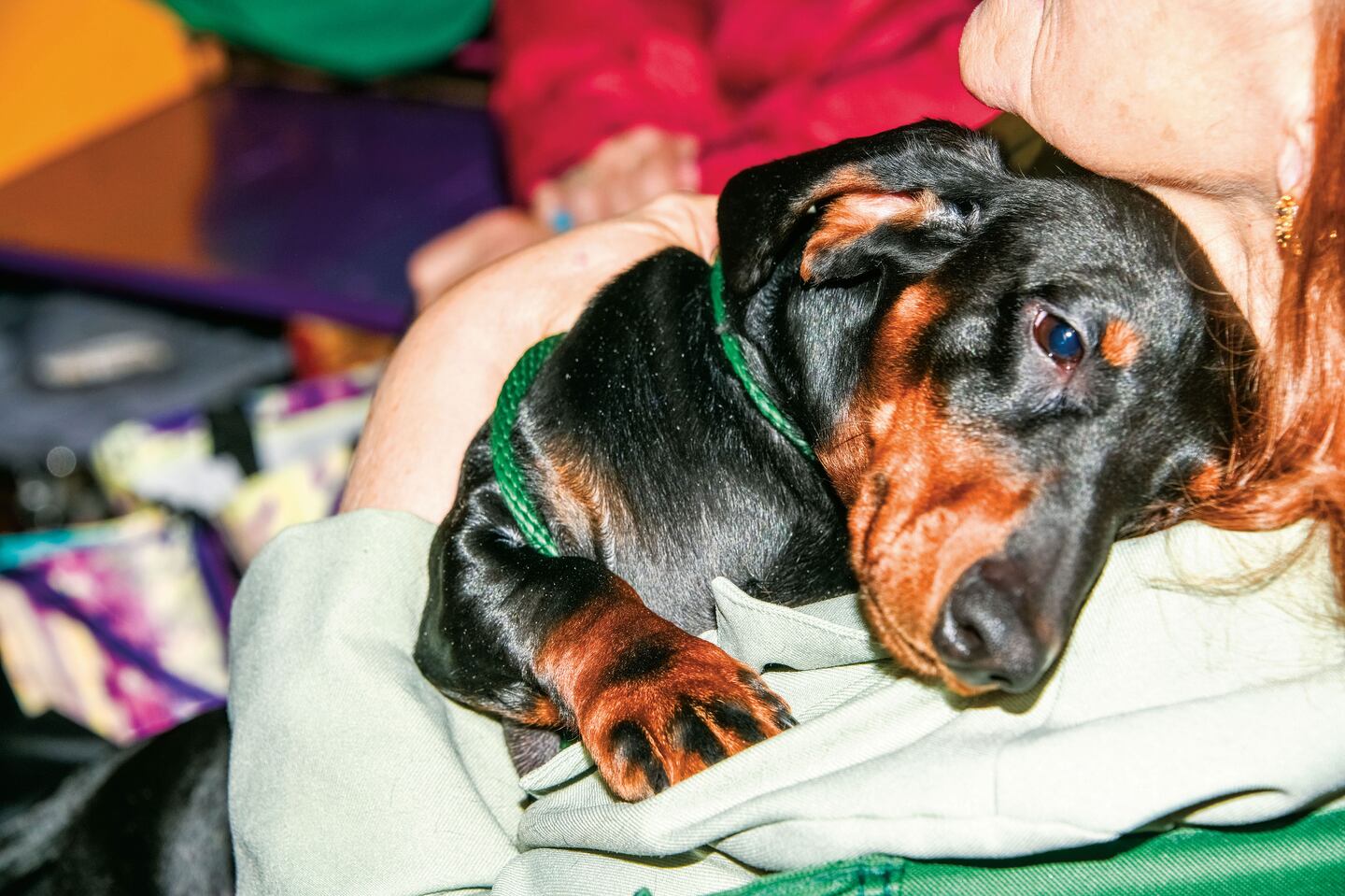 Westminster Dog Show: An Inside Look Behind the Scenes