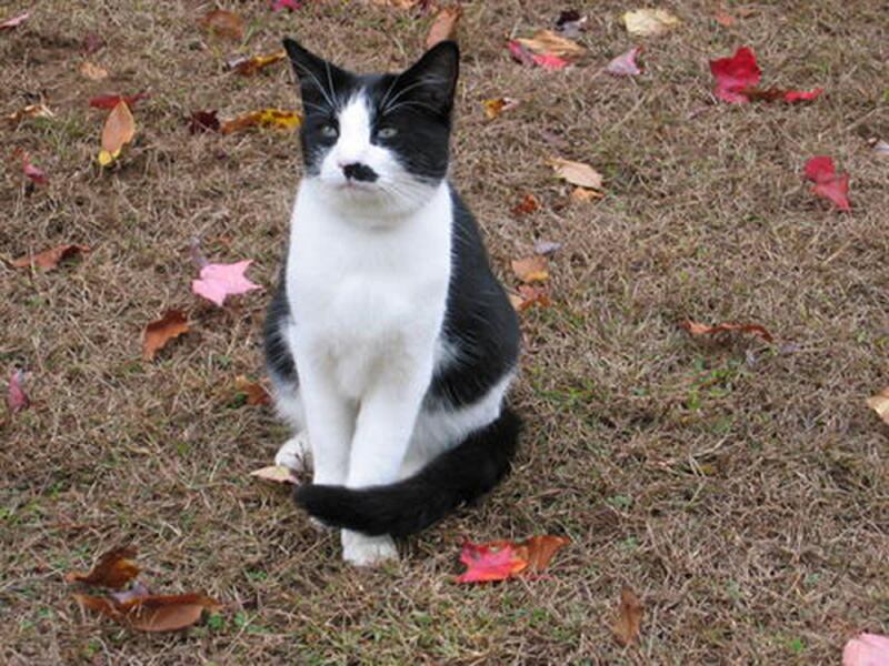 Kitler and Other Cats That Look Like Adolf Hitler: Photos