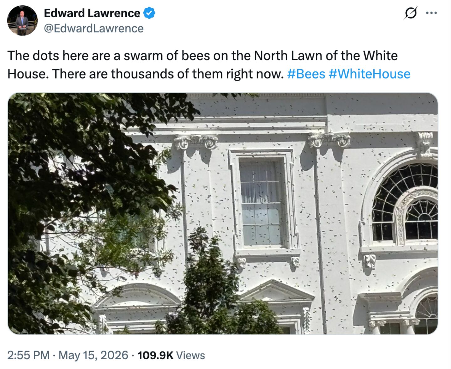 Swarm of Angry Bees Sparks Chaos on White House Lawn