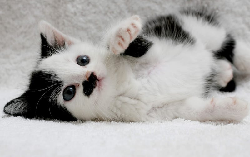 Kitler and Other Cats That Look Like Adolf Hitler: Photos