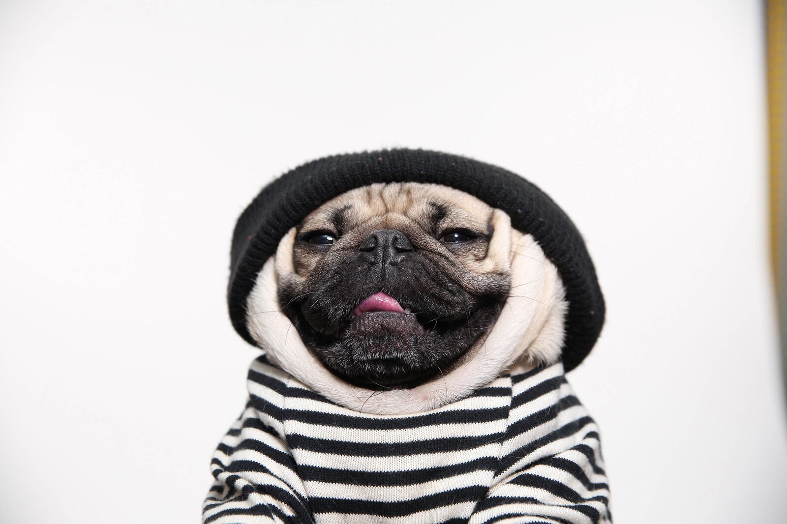 The Secrets of Instagram’s Most Famous Dogs
