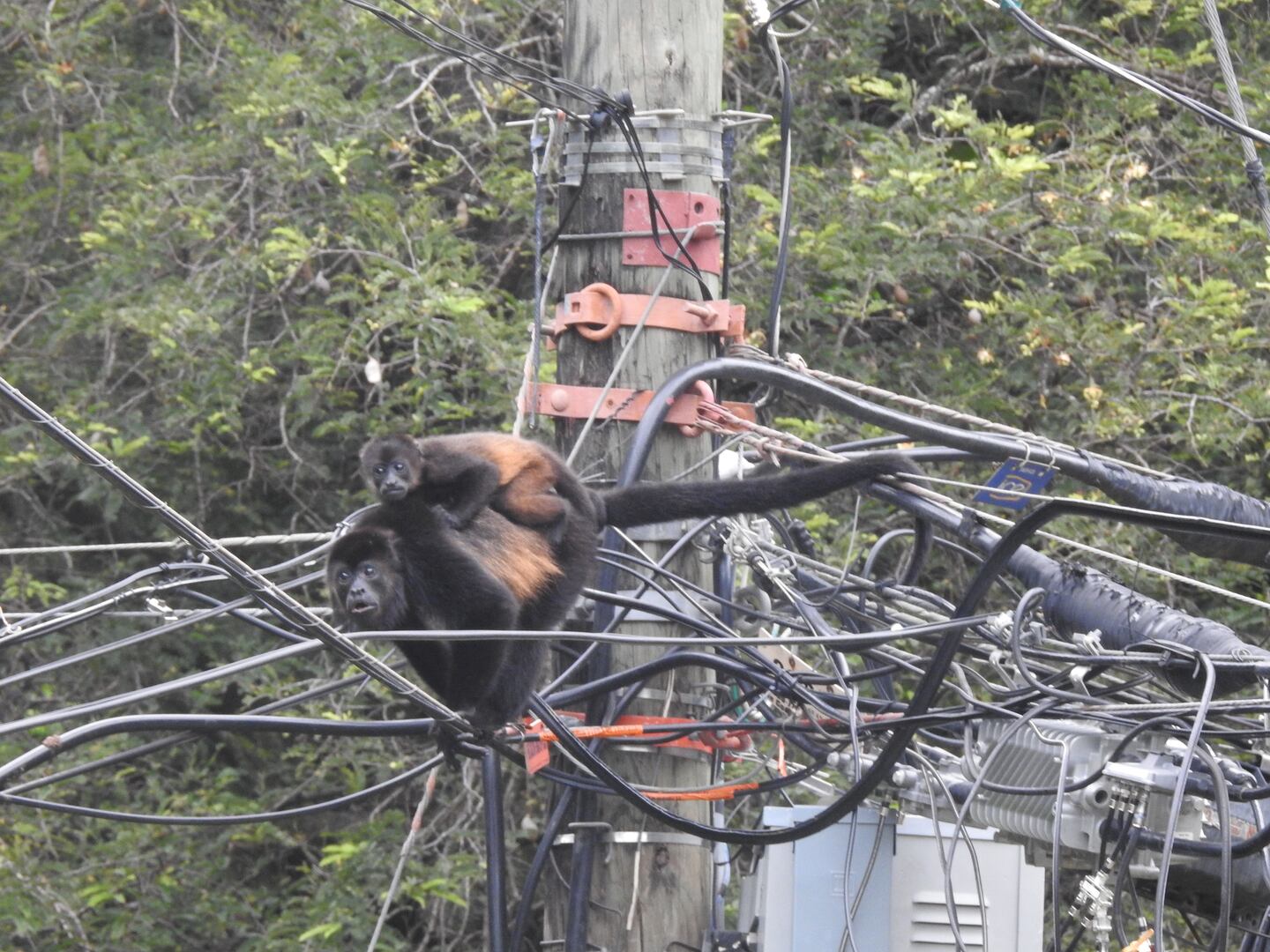 As the Rich Swarm Costa Rica, Thousands of Monkeys Are Being Electrocuted