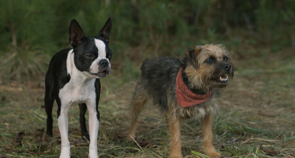 ‘Strays’: More Dog Movies Need Wild Poop Scenes Like This One