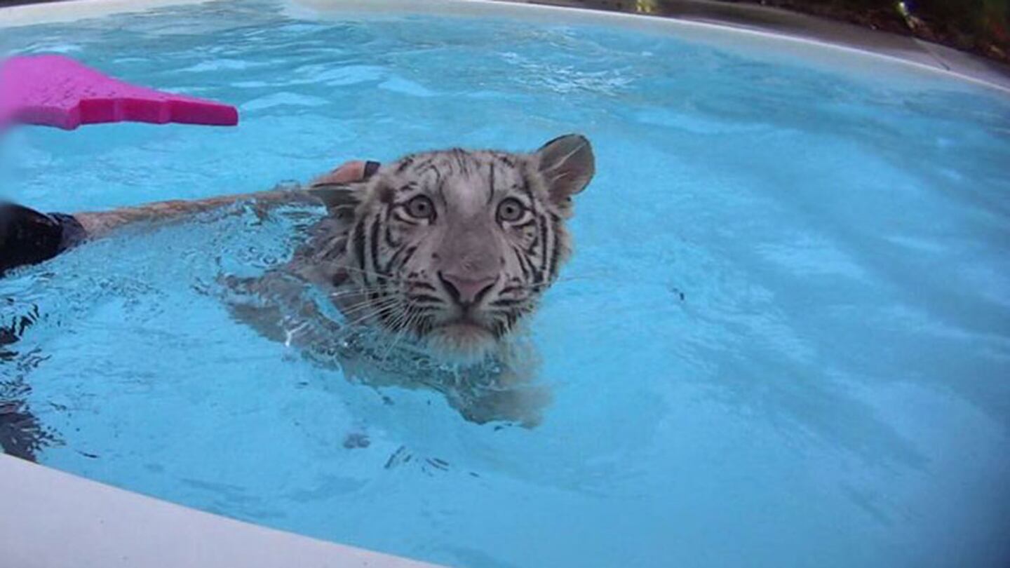 Gun-Toting Zoo Owners in Showdown With PETA and the Feds Over Baby Tigers