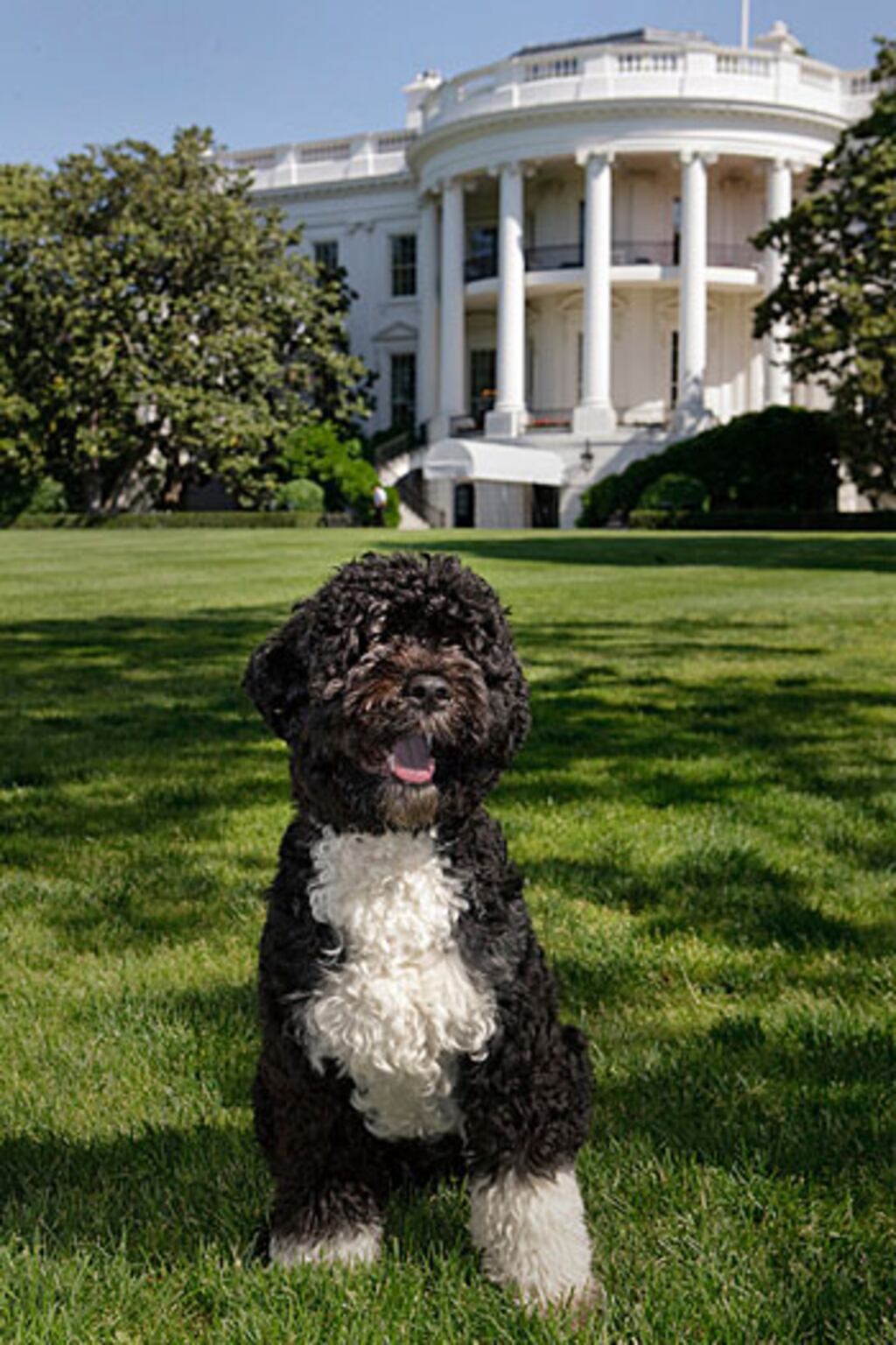 Dogs and Presidential Candidates: Man’s Best Friend Dominates the Race