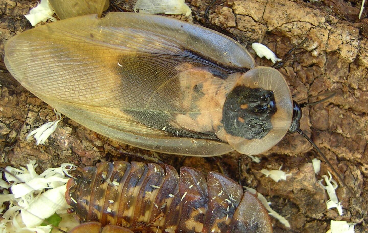 The Scariest Cockroaches on Earth: Giant Burrowing & More (PHOTOS)