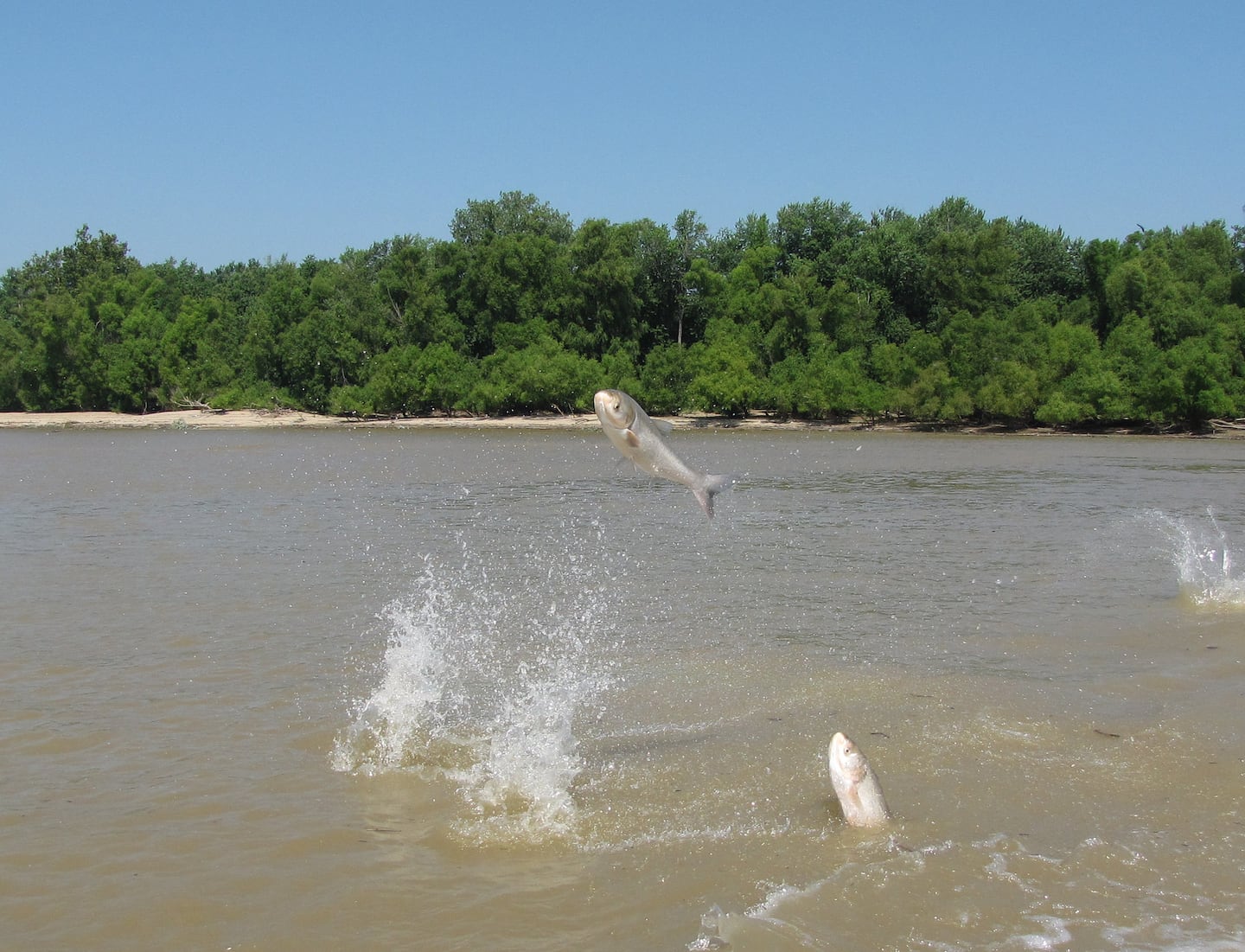Donald Trump Wages War Against ‘Violent and Destructive’ Asian Carp Fish
