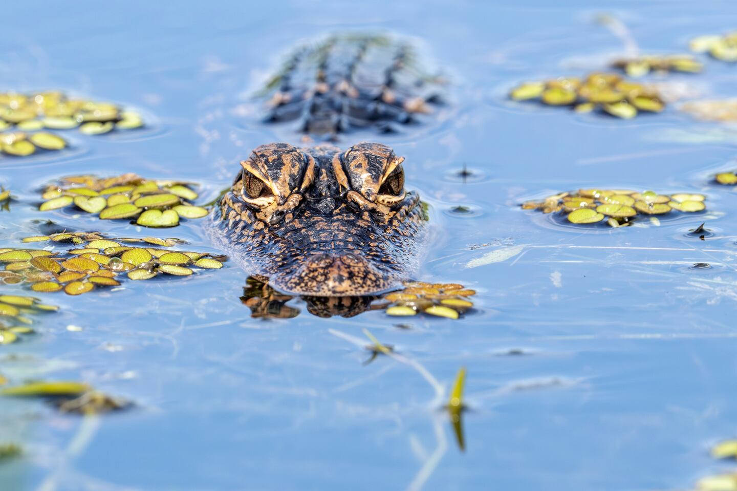 Trump’s Bonkers Advice on How to Escape an Alligator