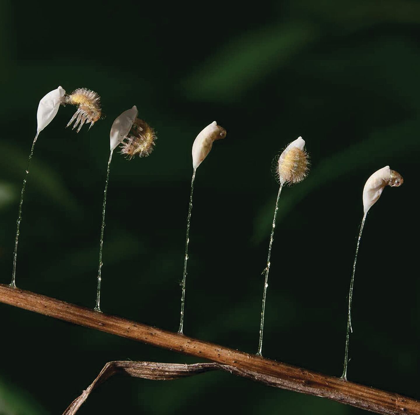 Scenes From Nature’s Cruelest Puberty: Rupert Soskin’s ‘Metamorphosis’