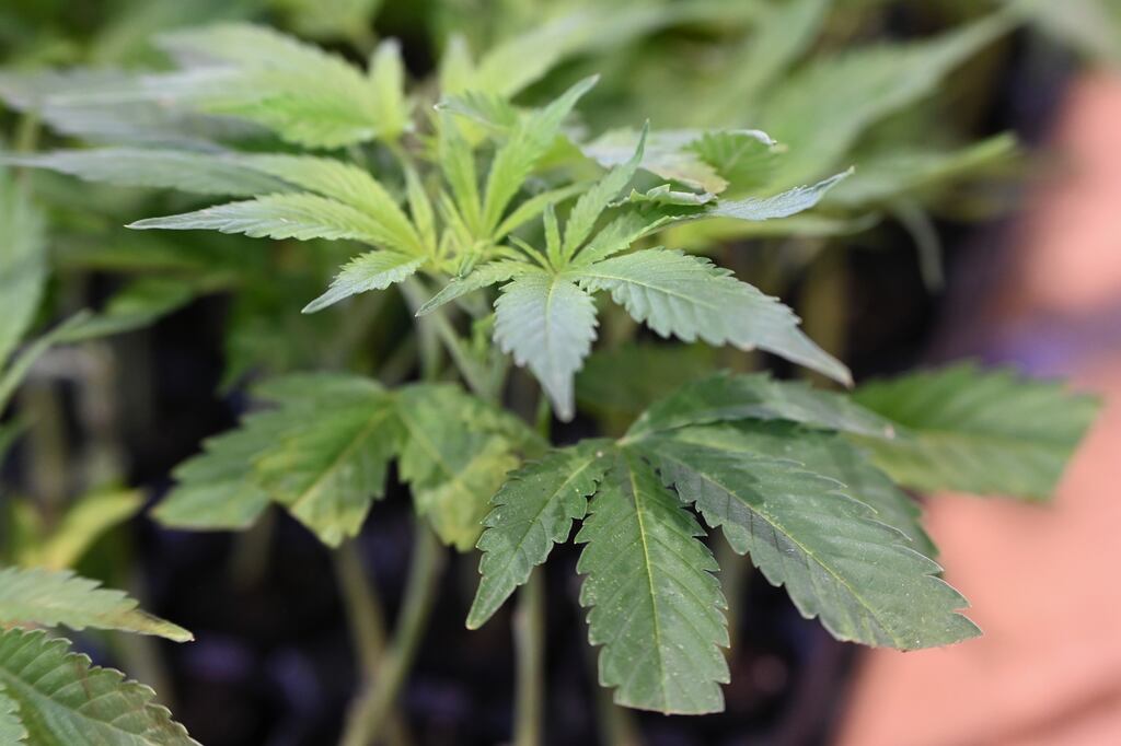 Trump Considers Big Gift for Marijuana Enthusiasts