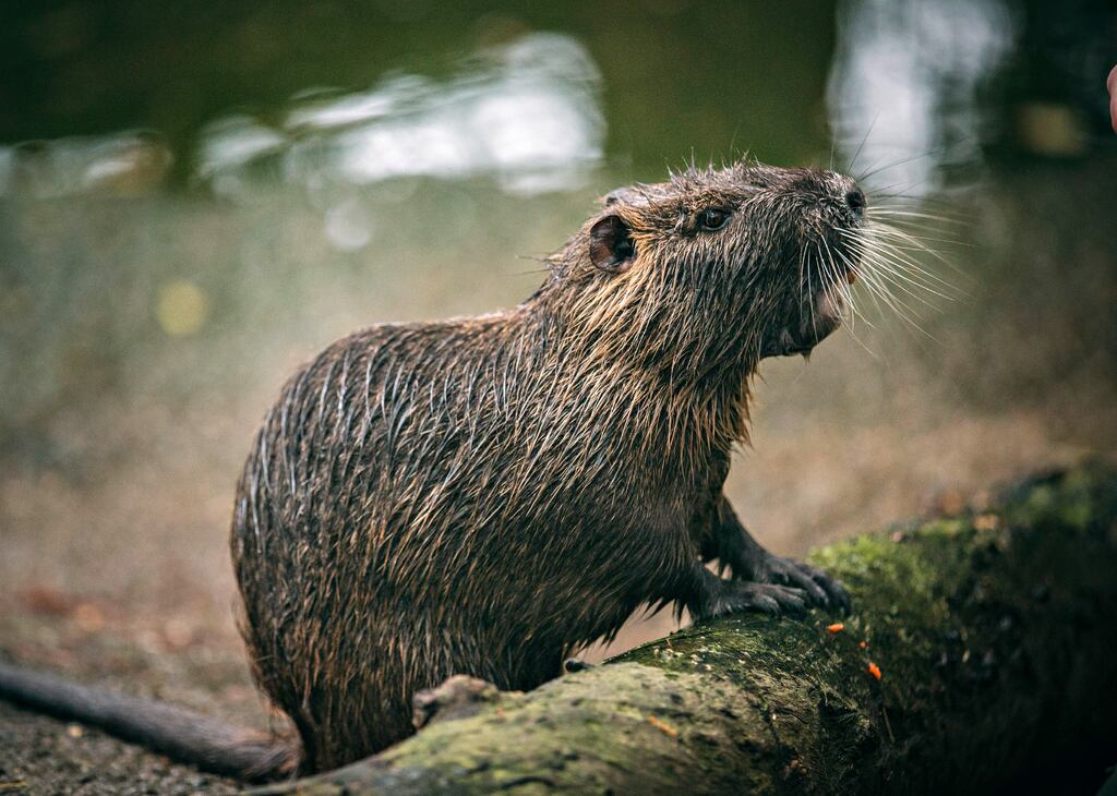 Mutant Giant Rats That Thrive Off Climate Change Are About to Take Over ...