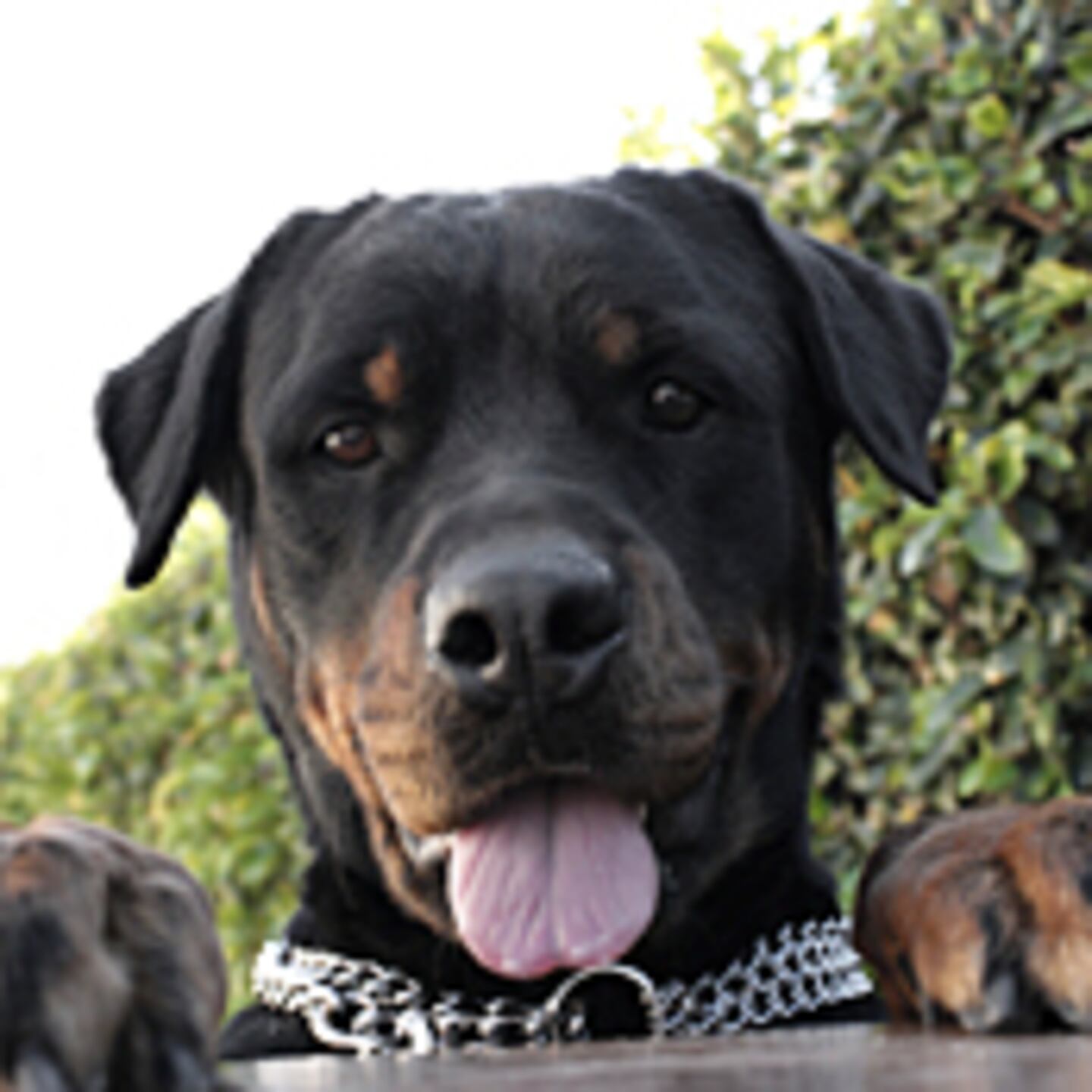 Dogs in a Deadly Crossfire