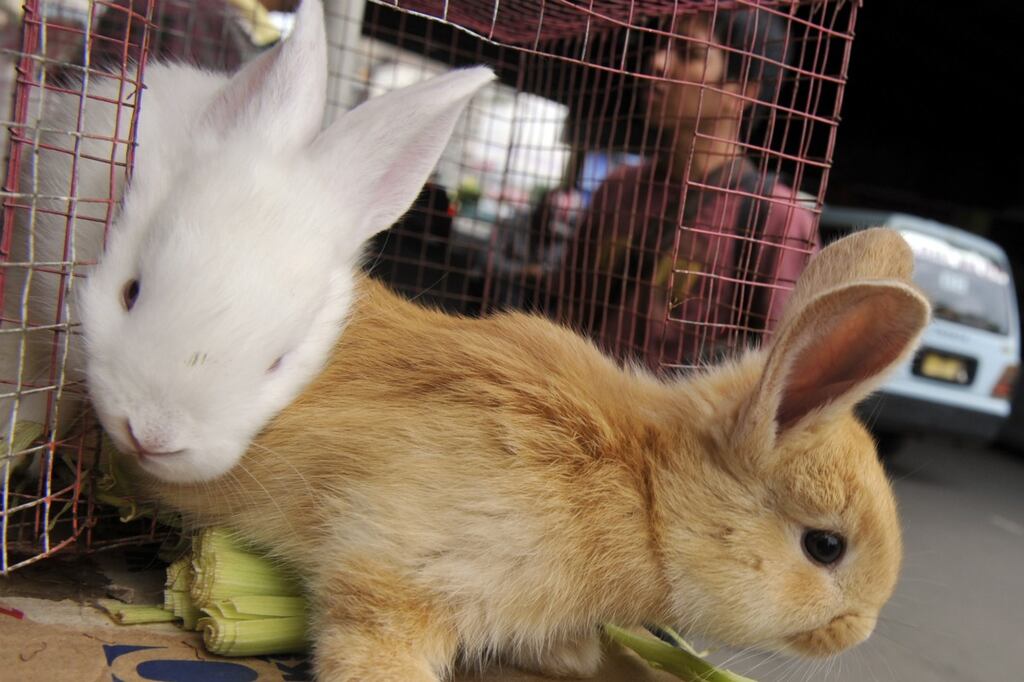 PETA Kills Bunnies (Updated with PETA Response)—David Frum