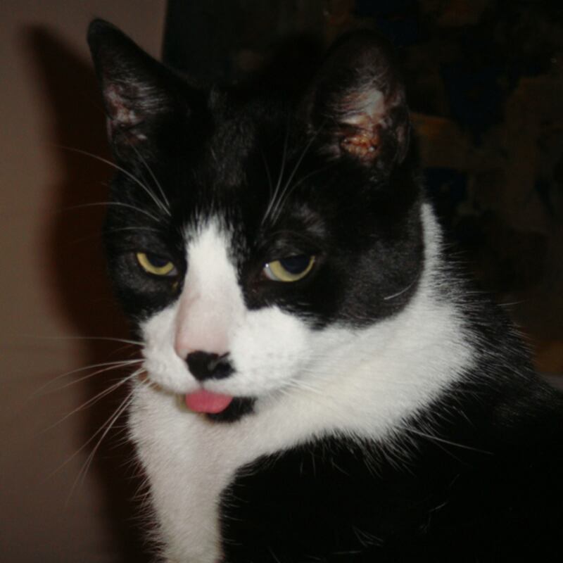 Kitler and Other Cats That Look Like Adolf Hitler: Photos