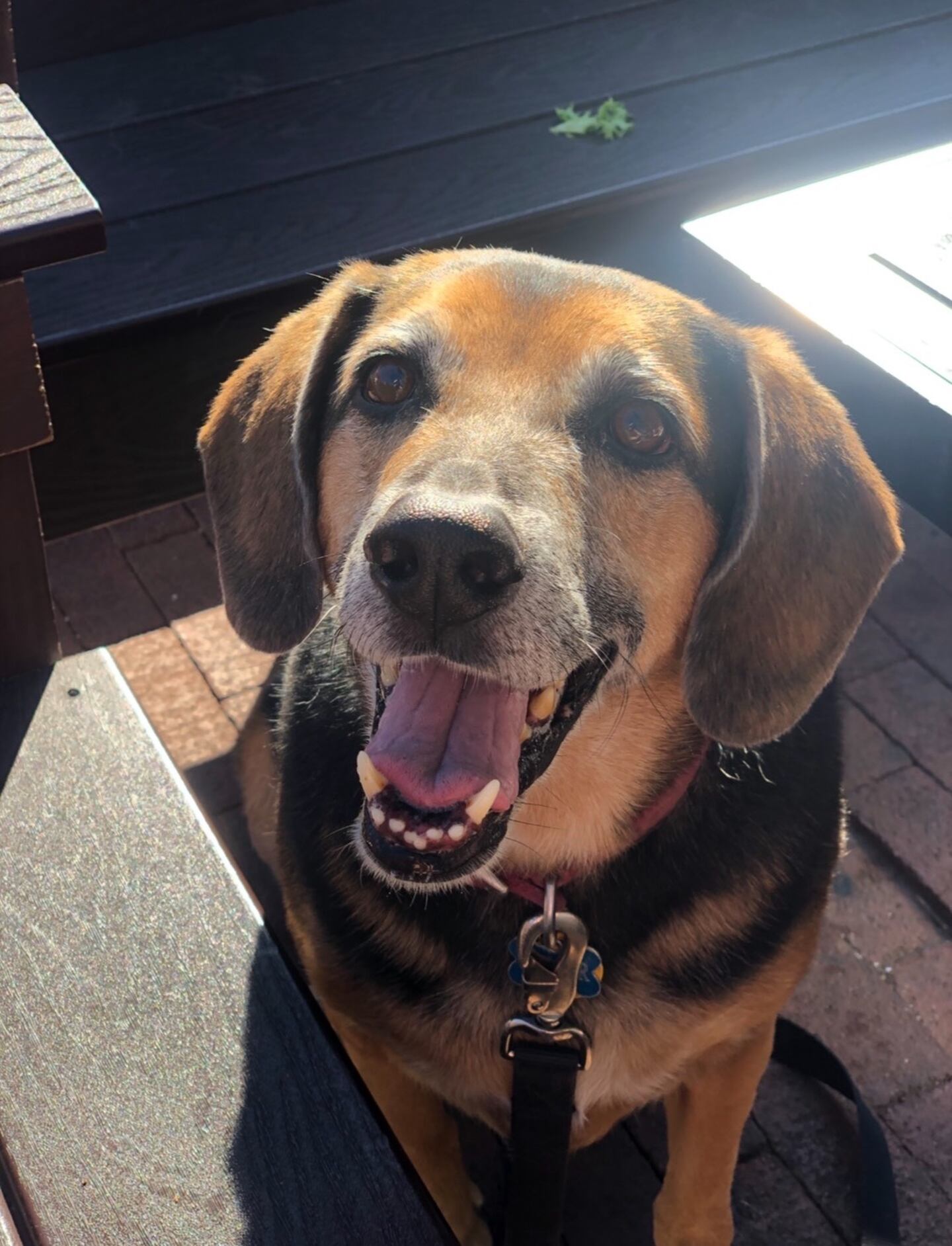 How AI From ImpriMed Can Help Treat (and Cure) Your Dog’s Cancer