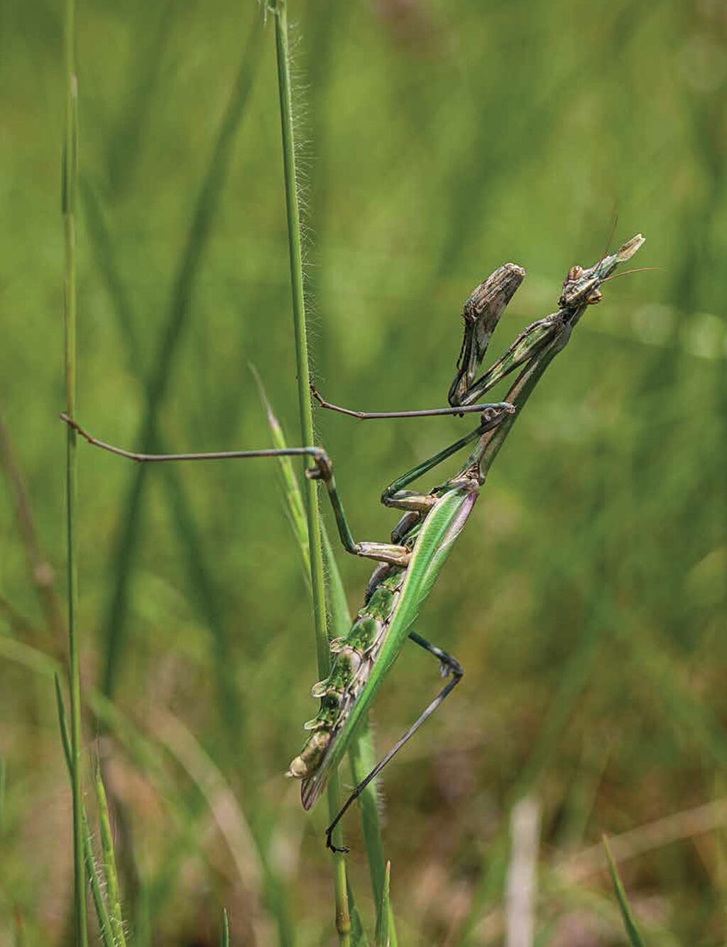 Scenes From Nature’s Cruelest Puberty: Rupert Soskin’s ‘Metamorphosis’