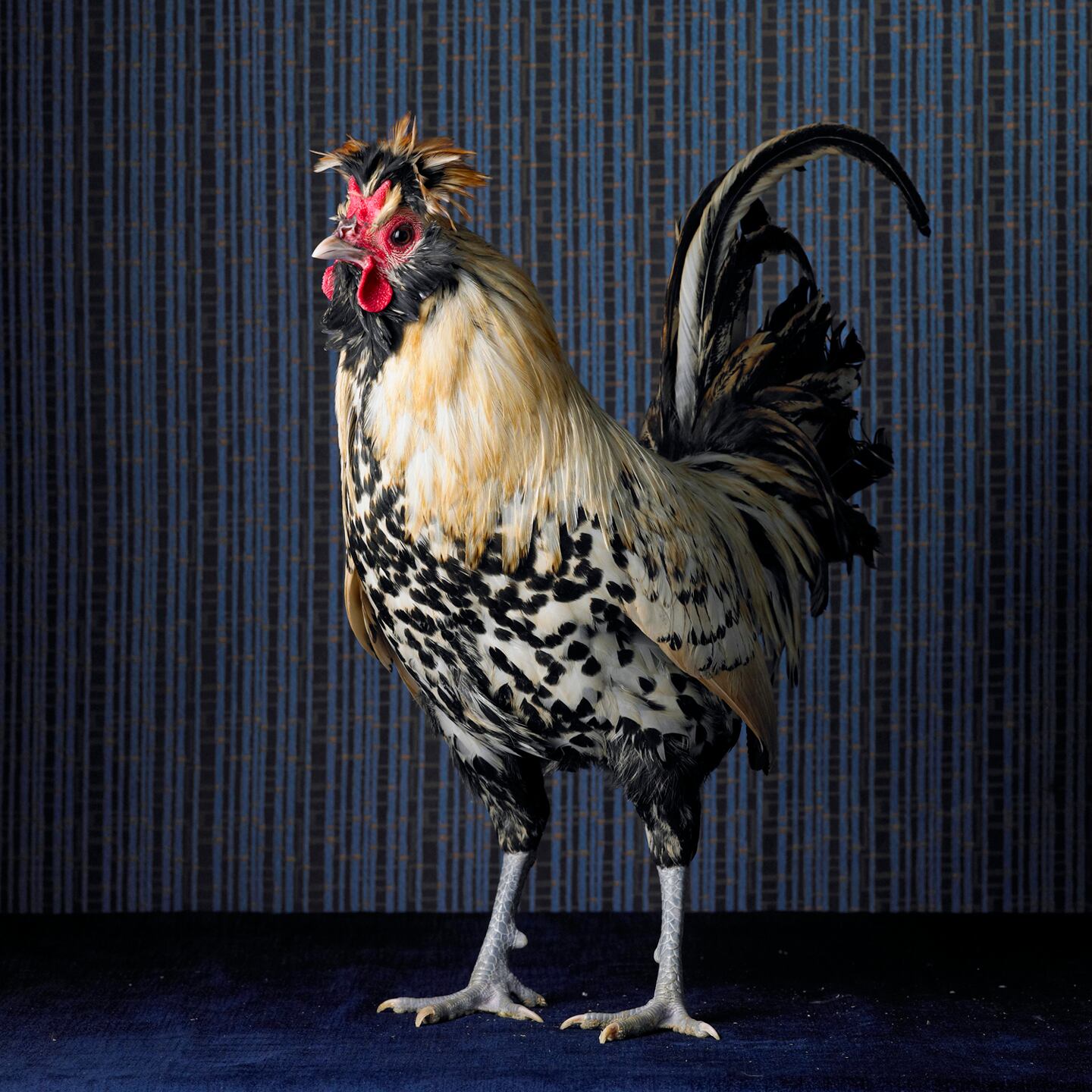 ‘Magnificent Chicken’: The Weirdest Birds From Tamara Staples (PHOTOS)