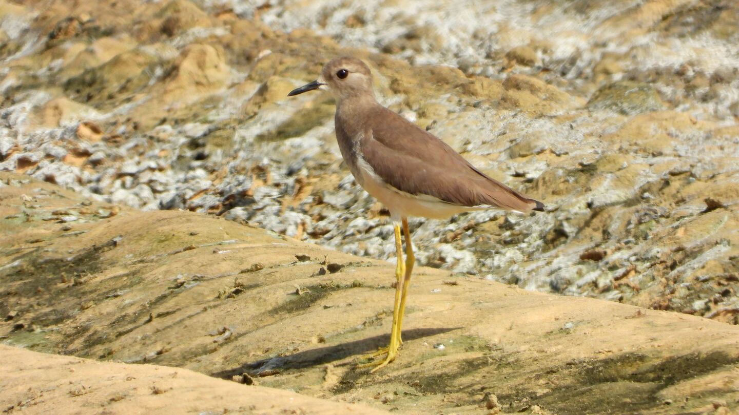 How Palestinians Trapped in Gaza Fell in Love with Bird-Watching