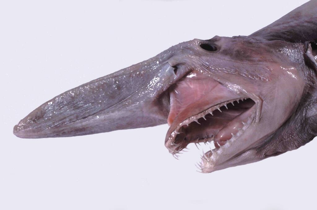 Ultra-Rare Goblin Shark Discovery Is Really a Toy, Argue Scientists