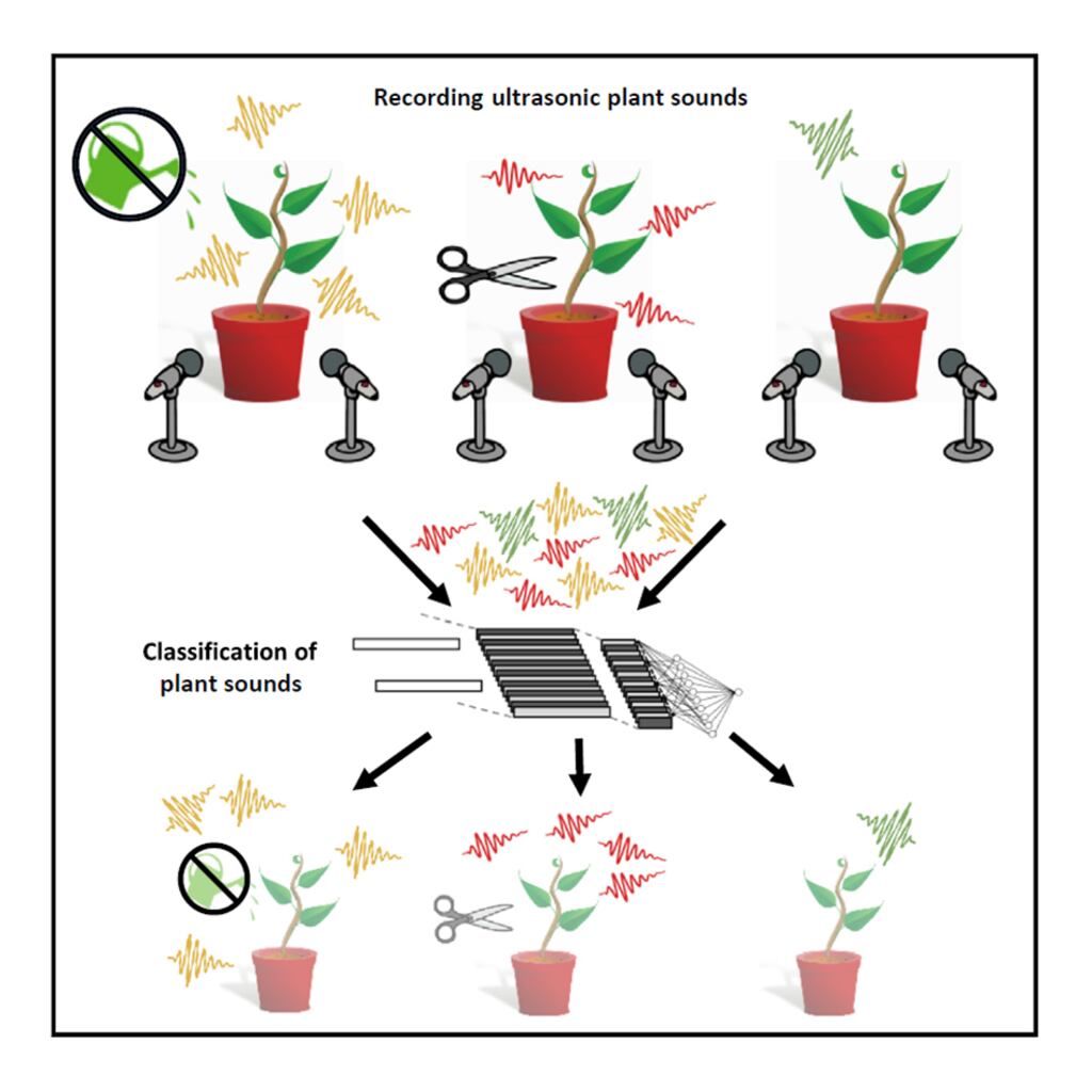 Plants Make Popping Noises When They Are Stressed Out